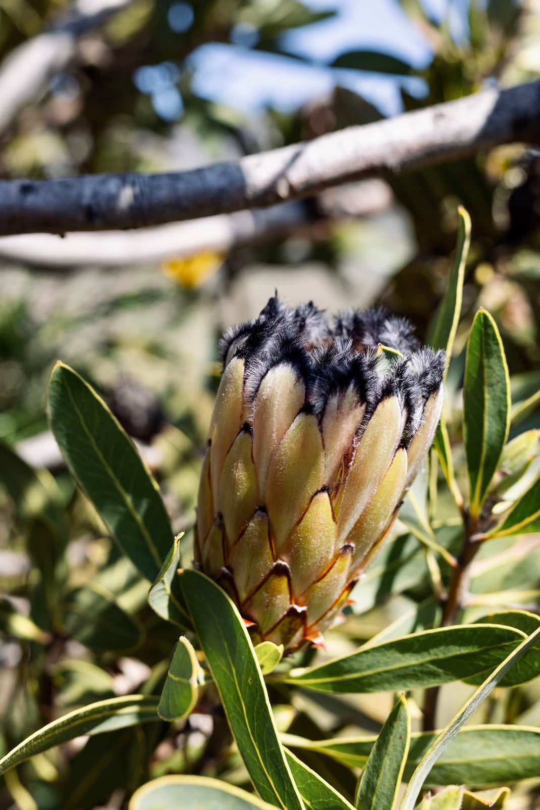 Farm Tours | Skimmelberg Organic Buchu & Rooibos | South Africa